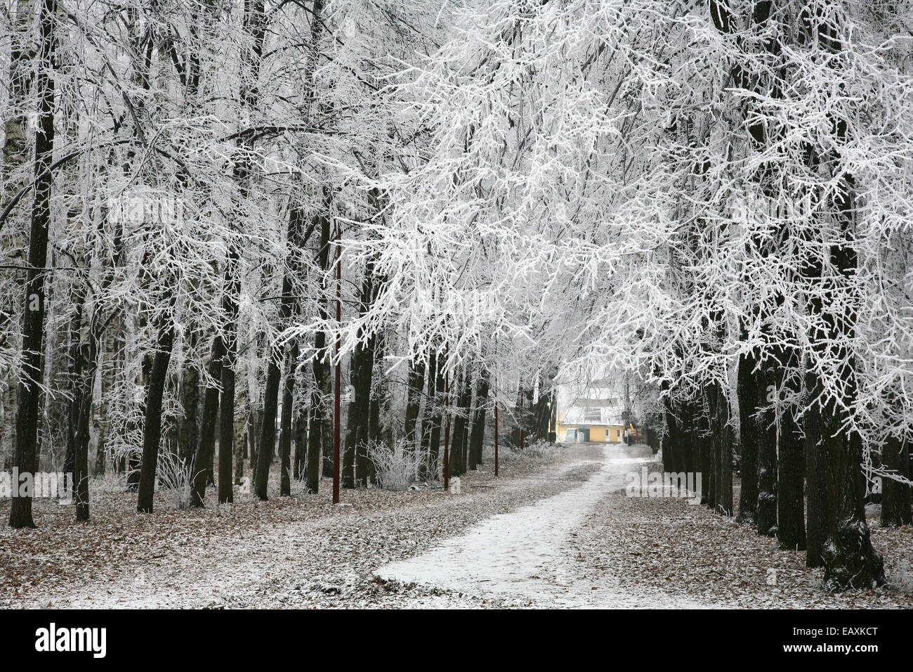 Walkway in snowy autumn park Stock Photo - Alamy