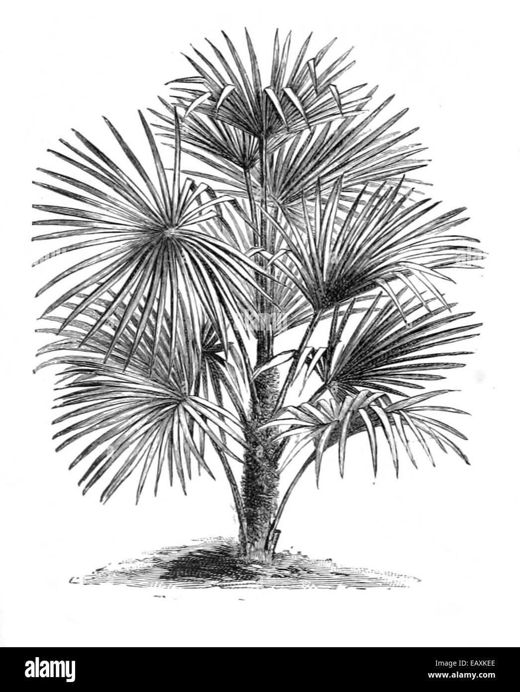 Species might thrive Cut Out Stock Images & Pictures - Alamy