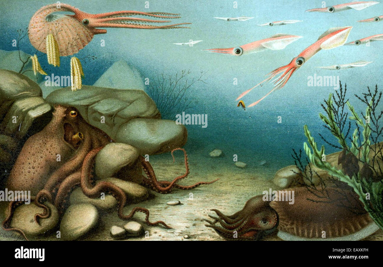 Cephalopoda hi-res stock photography and images - Alamy