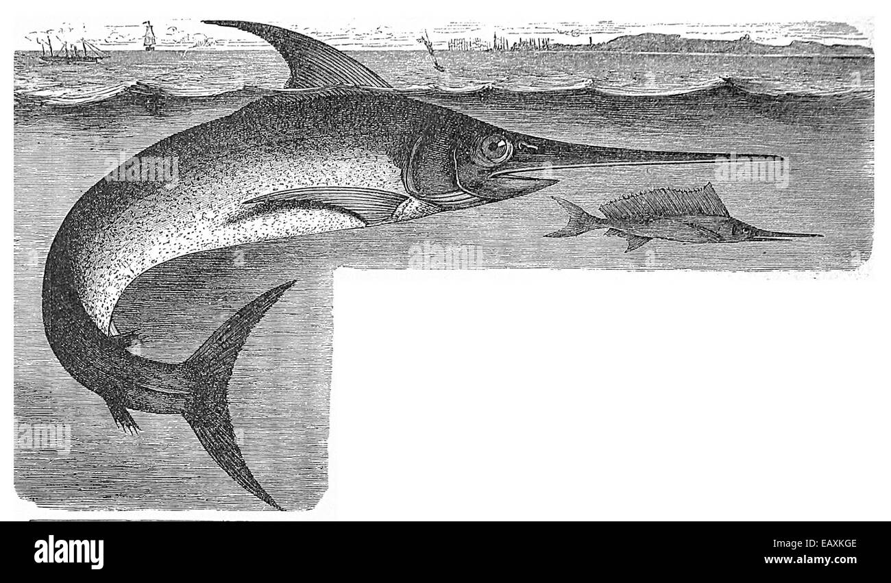 Xiphias gladius, the swordfish, is a large predatory fish known for its ...