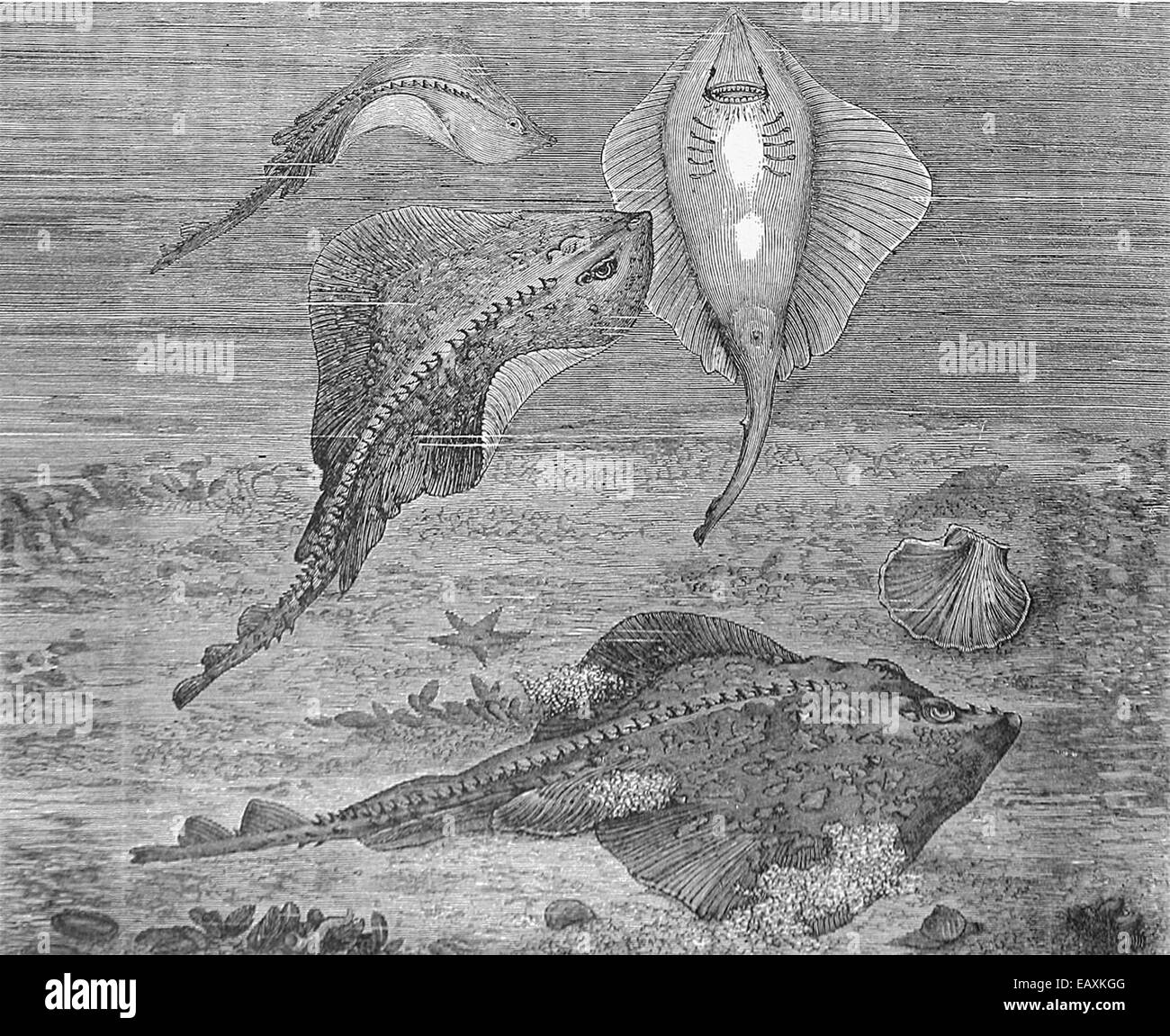 Clavata hi-res stock photography and images - Alamy