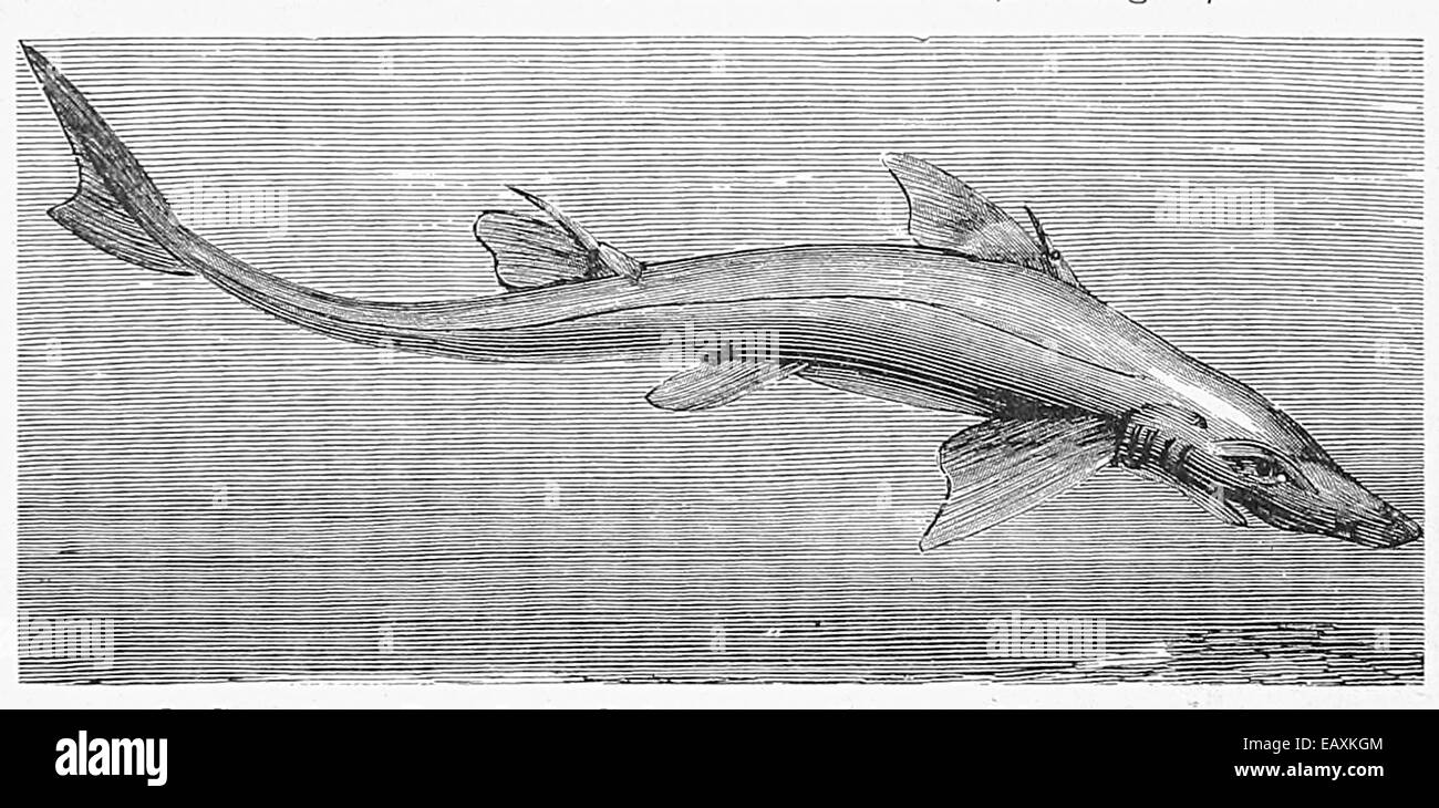 Spiny adaptation Black and White Stock Photos & Images - Alamy