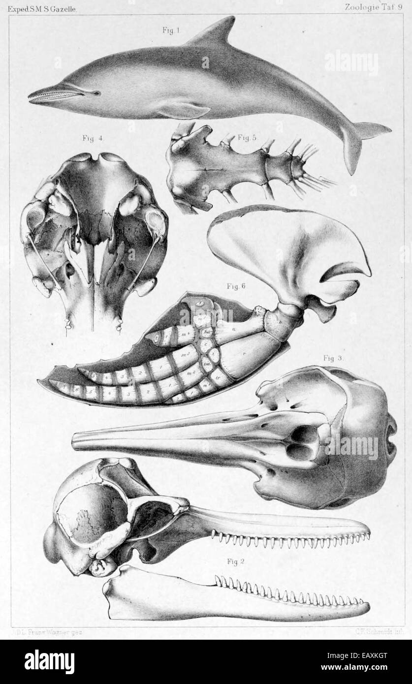 Steno Steno High Resolution Stock Photography and Images - Alamy