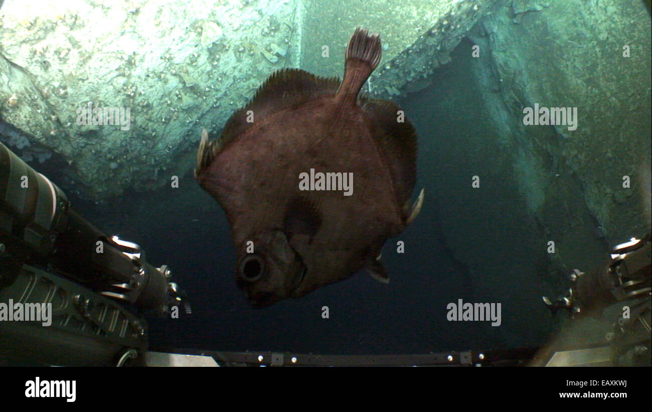 An oreo fish (Allocyttus verrucosus) is observed swimming near the Deep ...