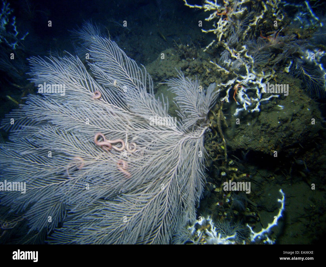 Various coral structures hi-res stock photography and images - Alamy