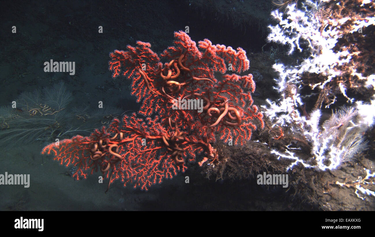Corals anatomy hi-res stock photography and images - Alamy