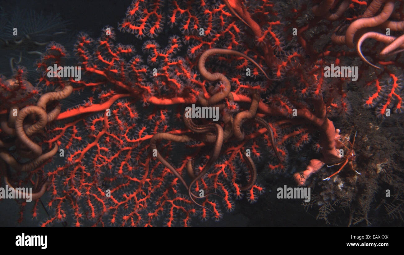 Corallium hi-res stock photography and images - Alamy