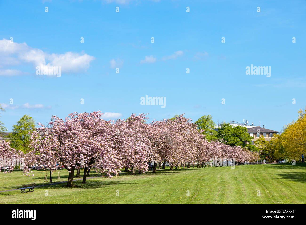 The stray harrogate hi-res stock photography and images - Alamy