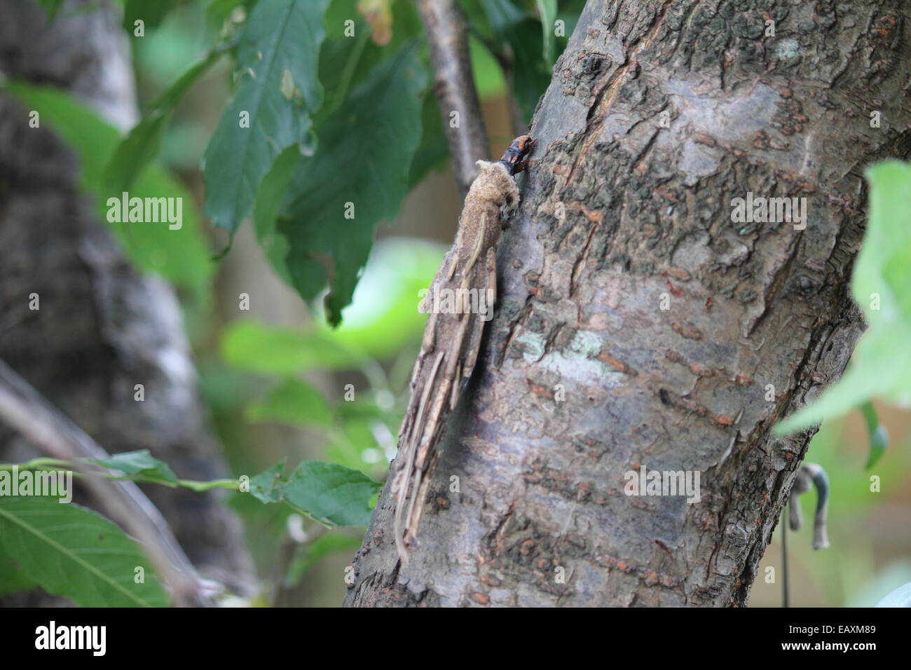 Insect climbing hi-res stock photography and images - Alamy