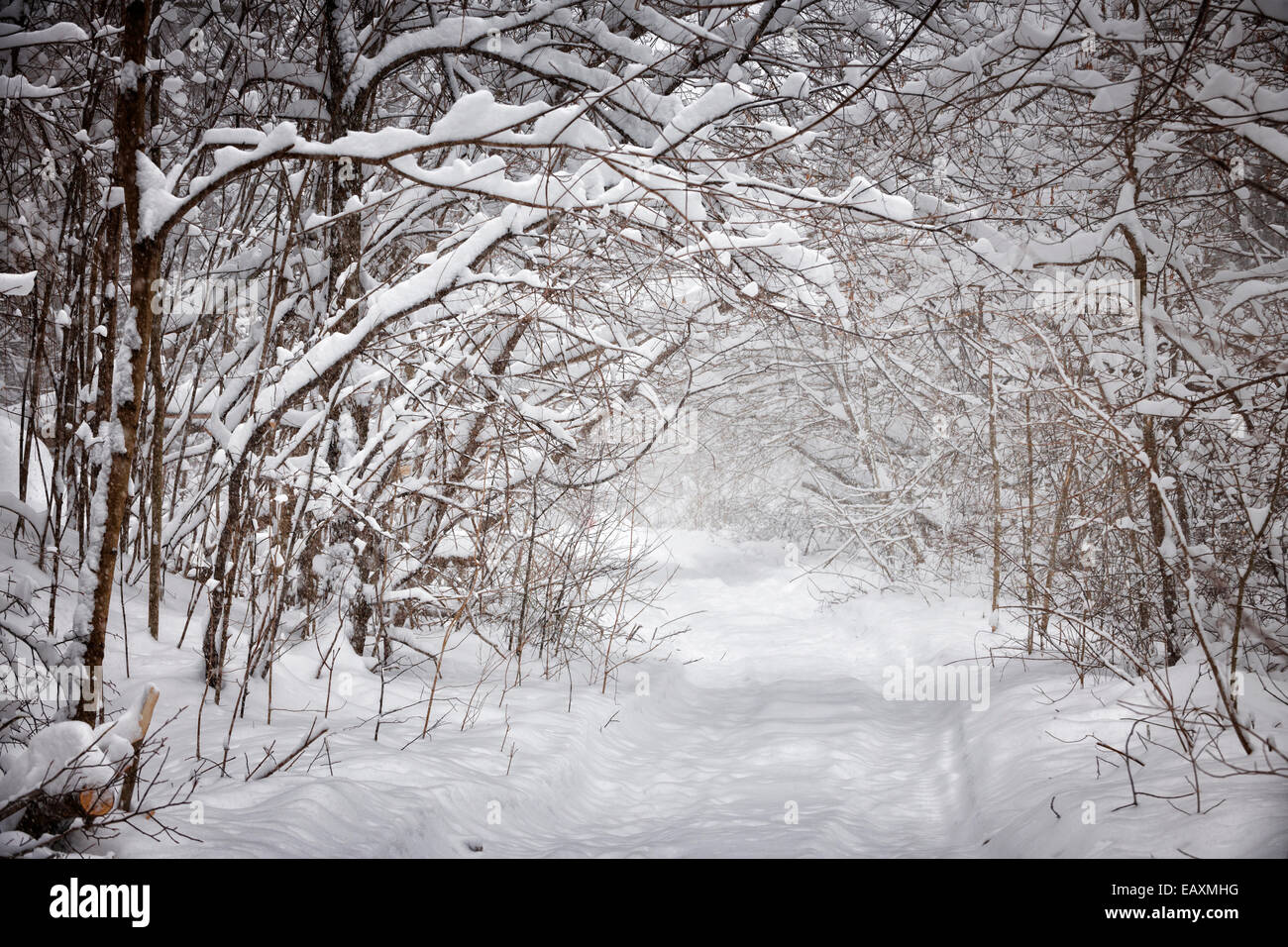 Snowy path through forest with heavy branches under snow in winter ...