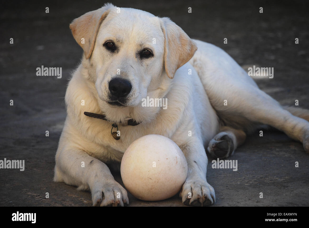 Labrador ball hi-res stock photography and images - Alamy