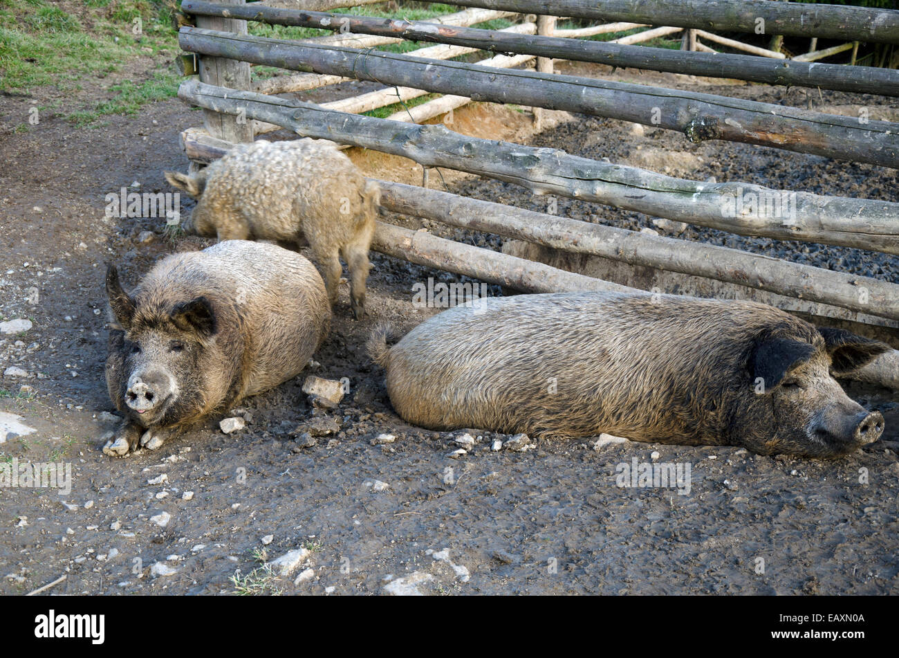 Hungarian mangalitsa hi-res stock photography and images - Alamy