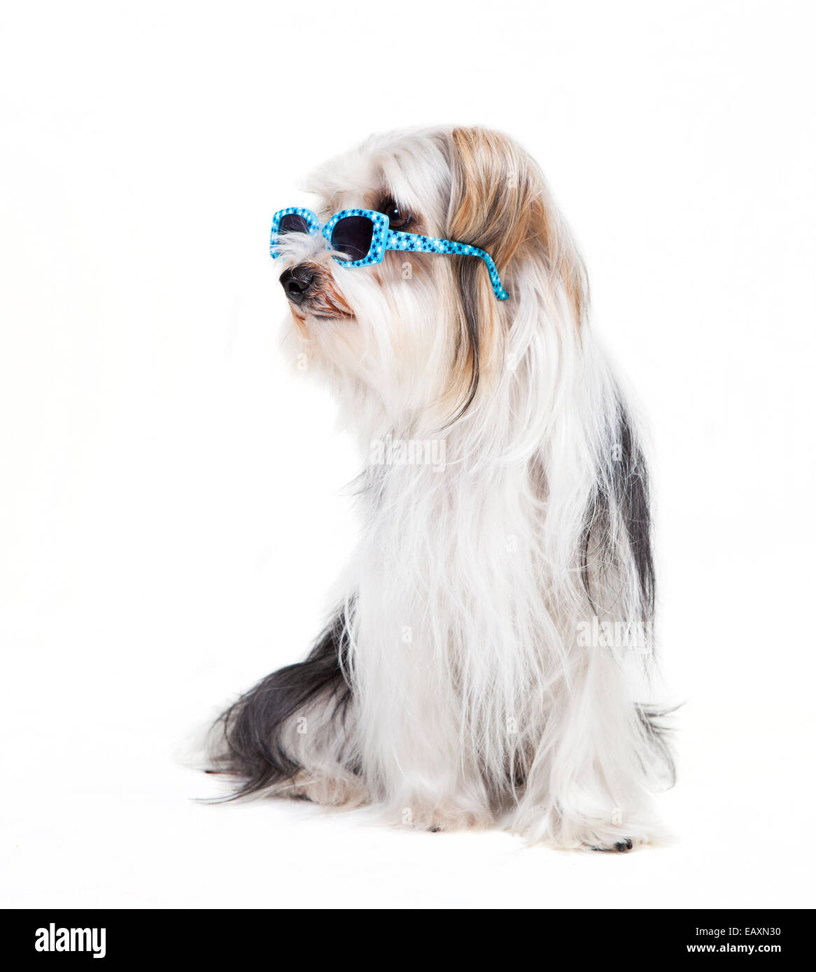 Blue dog sitting Cut Out Stock Images & Pictures - Alamy