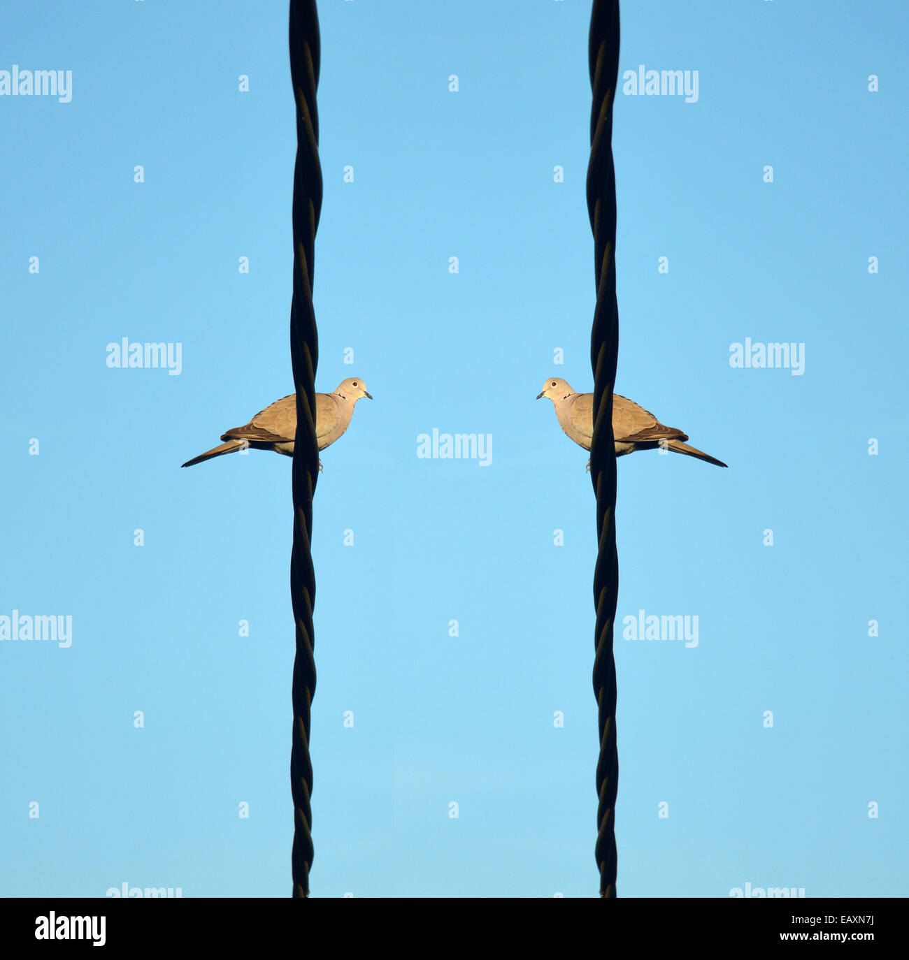 Two birds communicating on a wire Stock Photo - Alamy