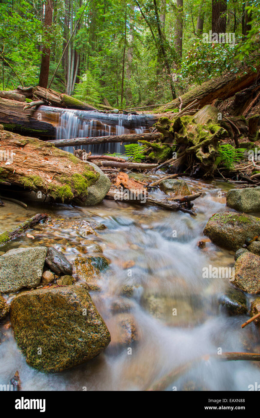 Waterfall flowing over fallen redwoods in a deep forest natural setting ...