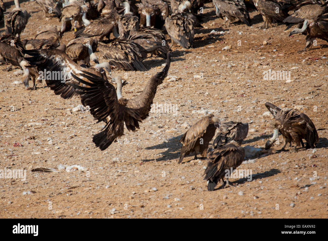 vultures fighting while the rest of the group feeds Stock Photo - Alamy