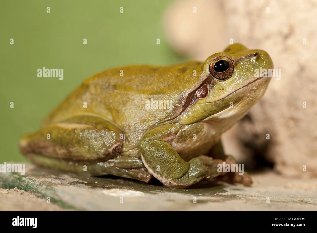 portrait of a european tree frog Stock Photo - Alamy