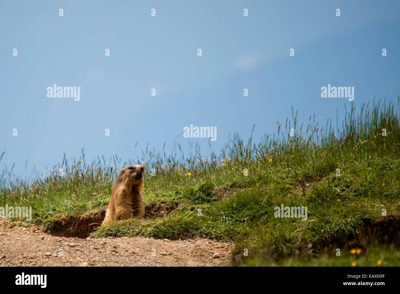 marmot at the entrance to its burrow Stock Photo - Alamy