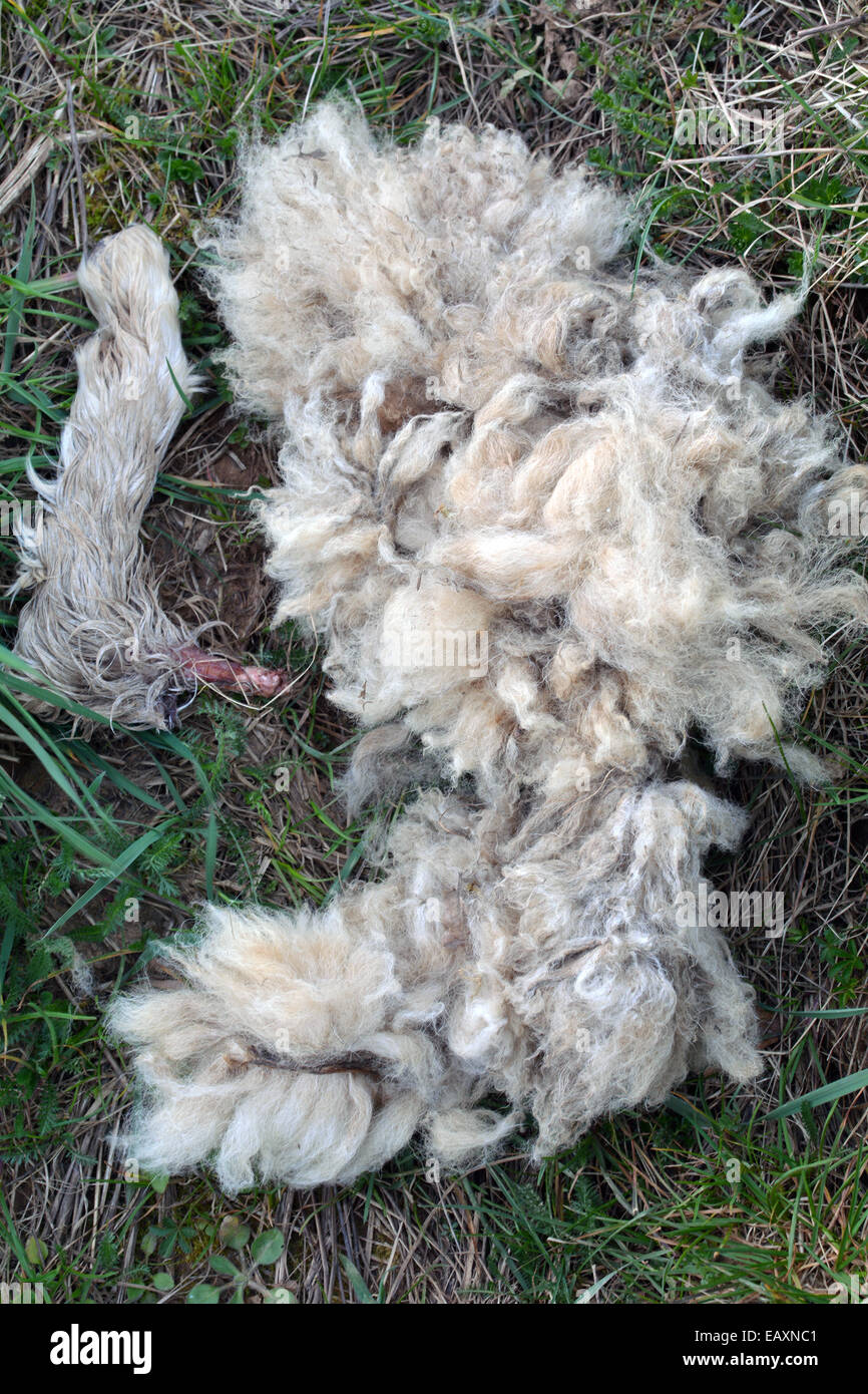 Dead killed lamb hi-res stock photography and images - Alamy