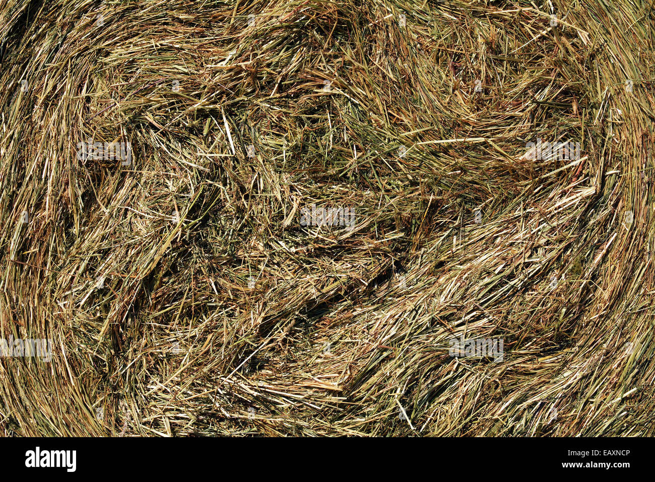Hay background, side view, great for a farm company card design Stock ...