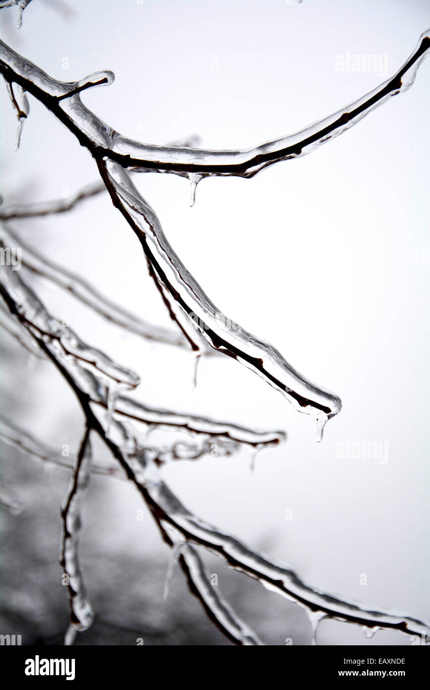 Frozen branch and buds Stock Photo - Alamy
