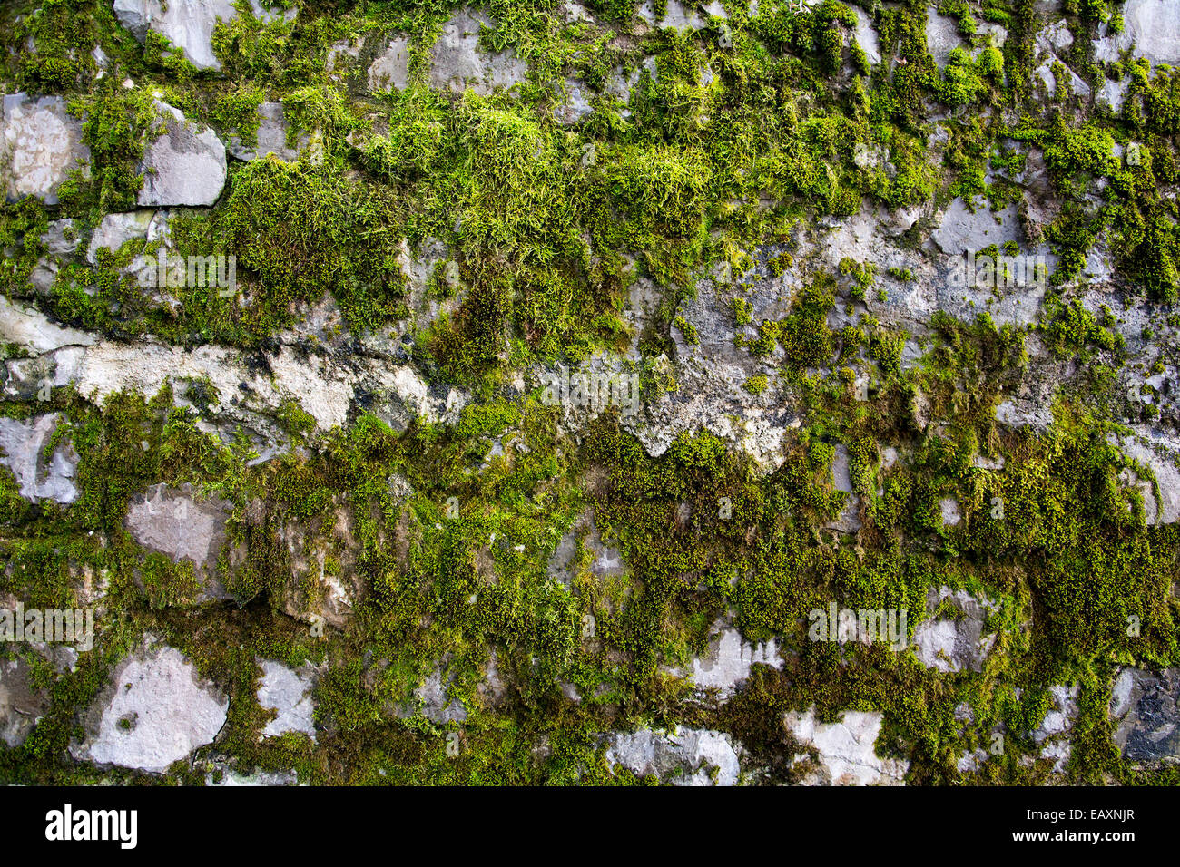Moss texture on a wall Stock Photo - Alamy