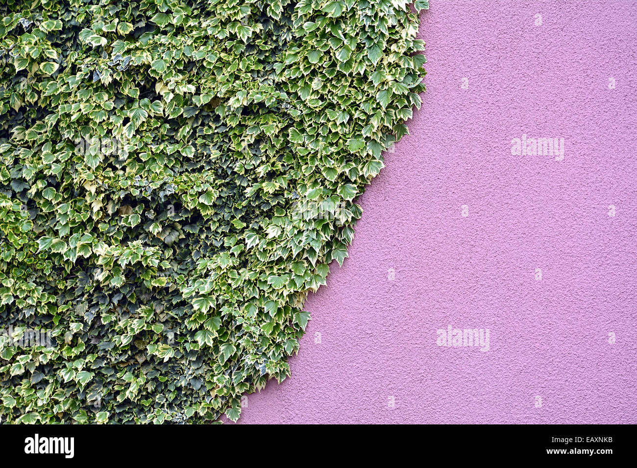 Ivy growth on buildings hi-res stock photography and images - Alamy