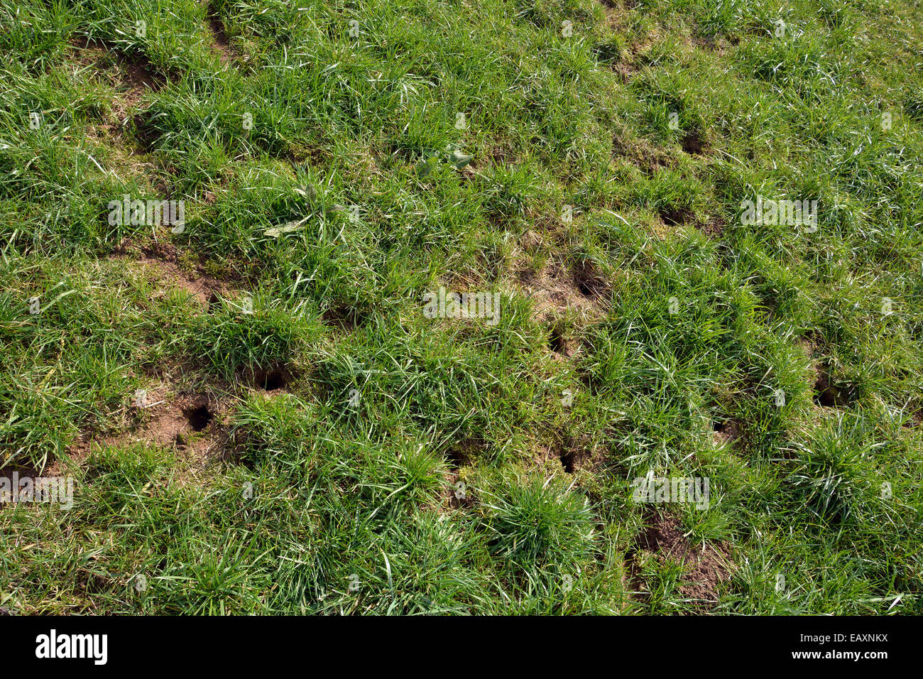 Chipmunk den hi-res stock photography and images - Alamy