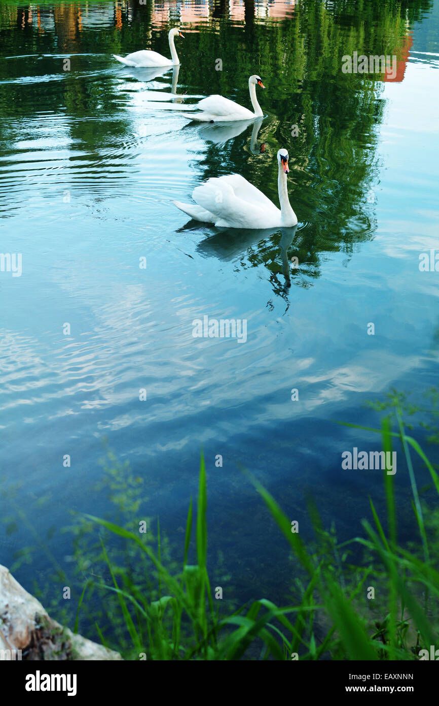 Multiple swans hi-res stock photography and images - Alamy