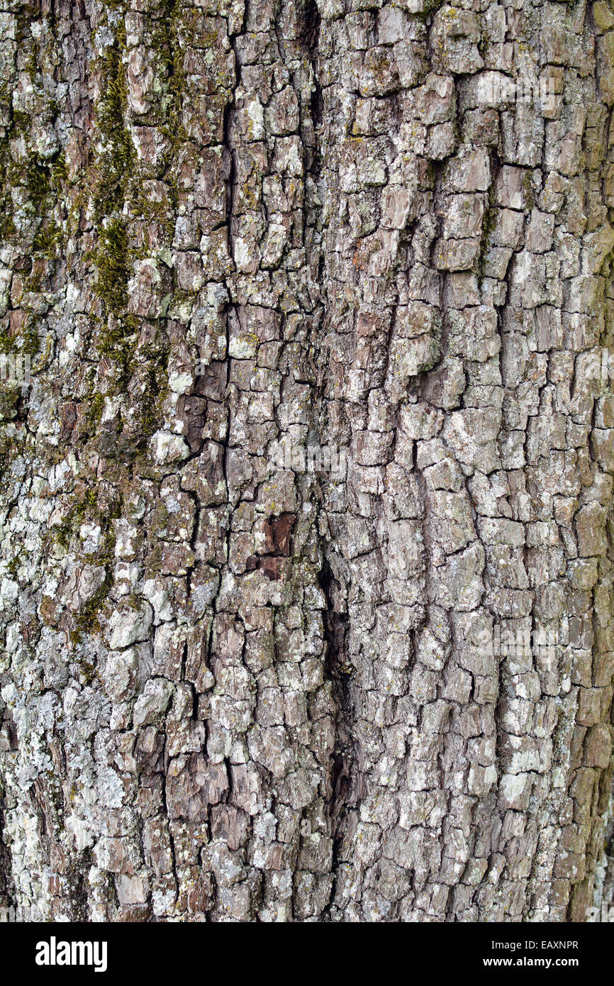 Old pear tree hi-res stock photography and images - Alamy