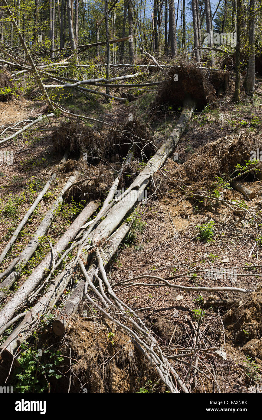 Storm damage winter forest hi-res stock photography and images - Alamy