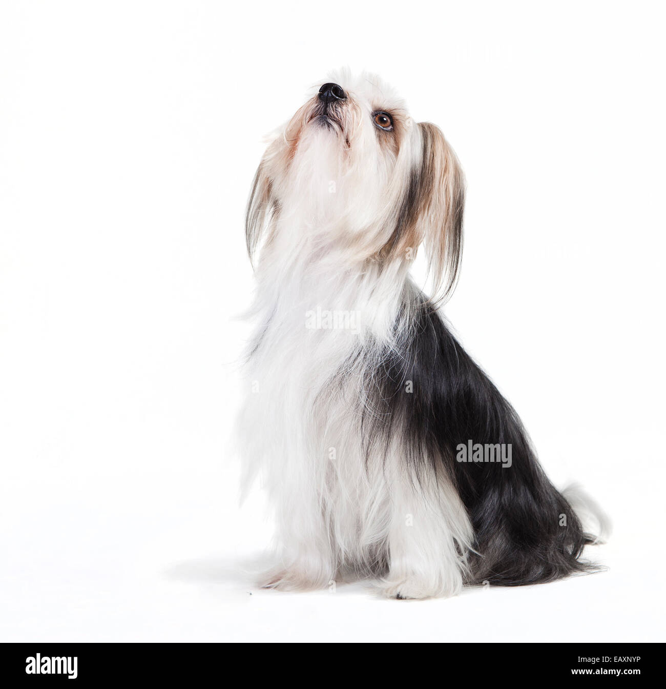 lhasa apso yorkshire hybrid sitting, looking up, white background Stock ...