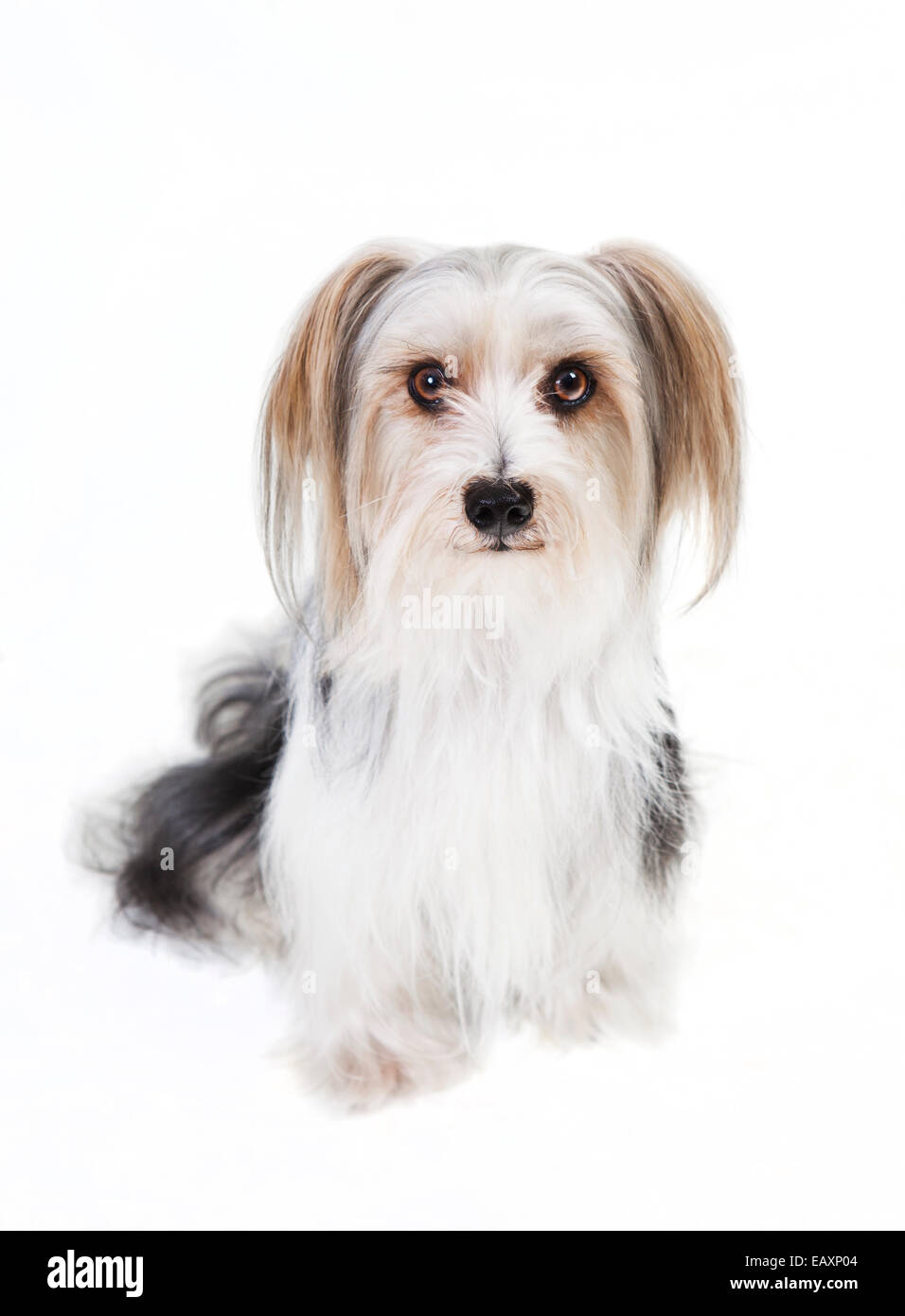 lhasa apso yorkshire hybrid sitting, looking up, white background Stock ...