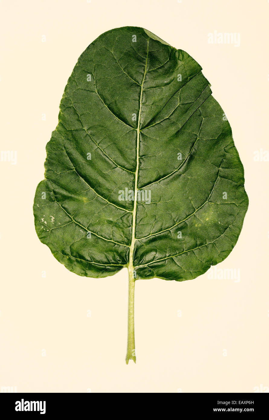 Makhorka hi-res stock photography and images - Alamy