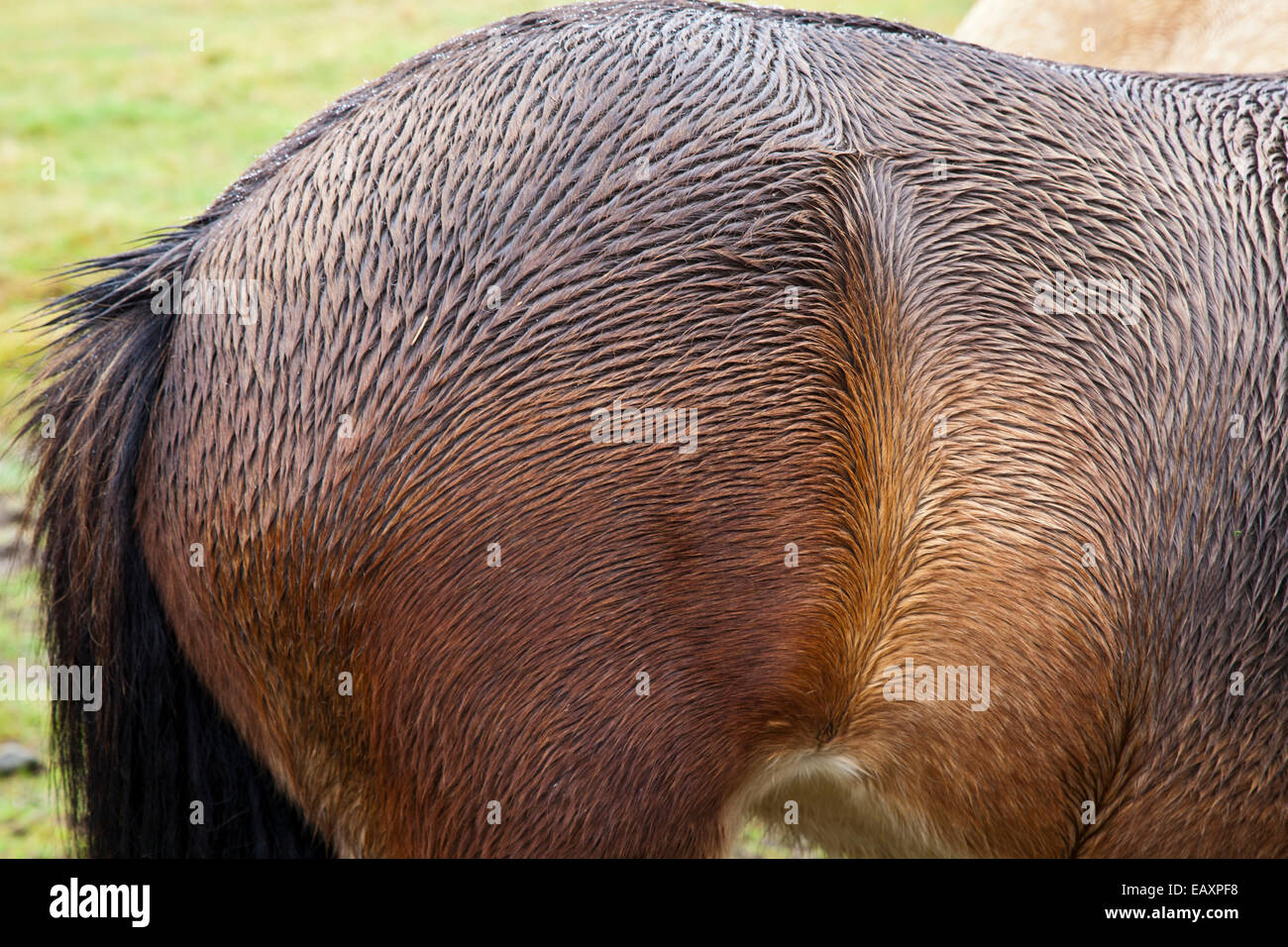 Rump horse hi-res stock photography and images - Alamy