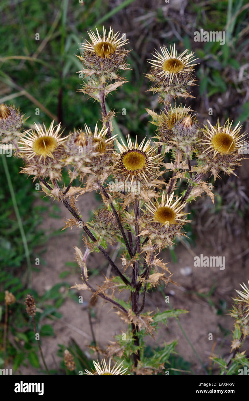 Carlina vulgaris ‘Carline Thistle’ Stock Photo - Alamy