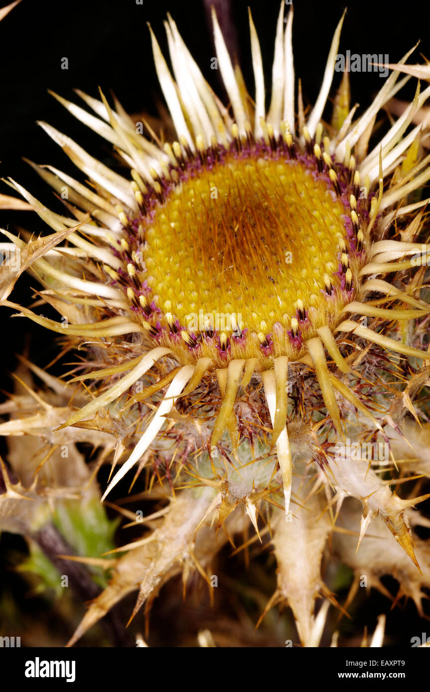 Carlina vulgaris ‘Carline Thistle’ Stock Photo - Alamy