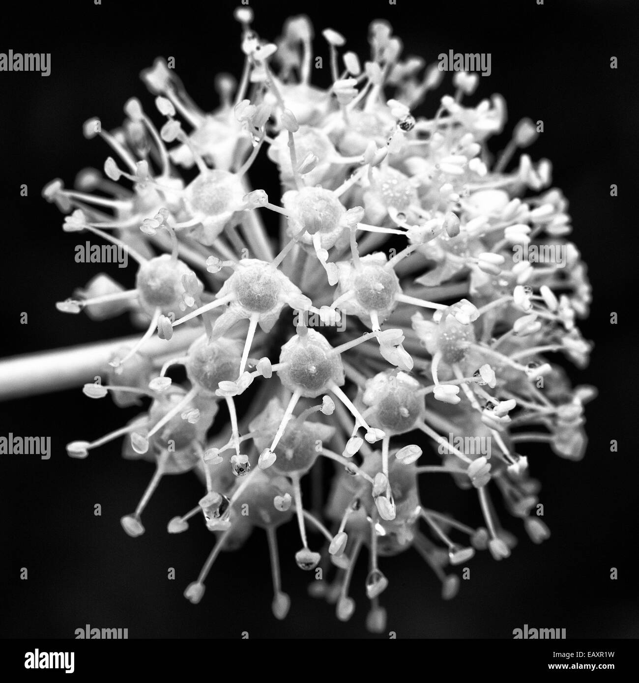 Black background white red flower Black and White Stock Photos & Images ...