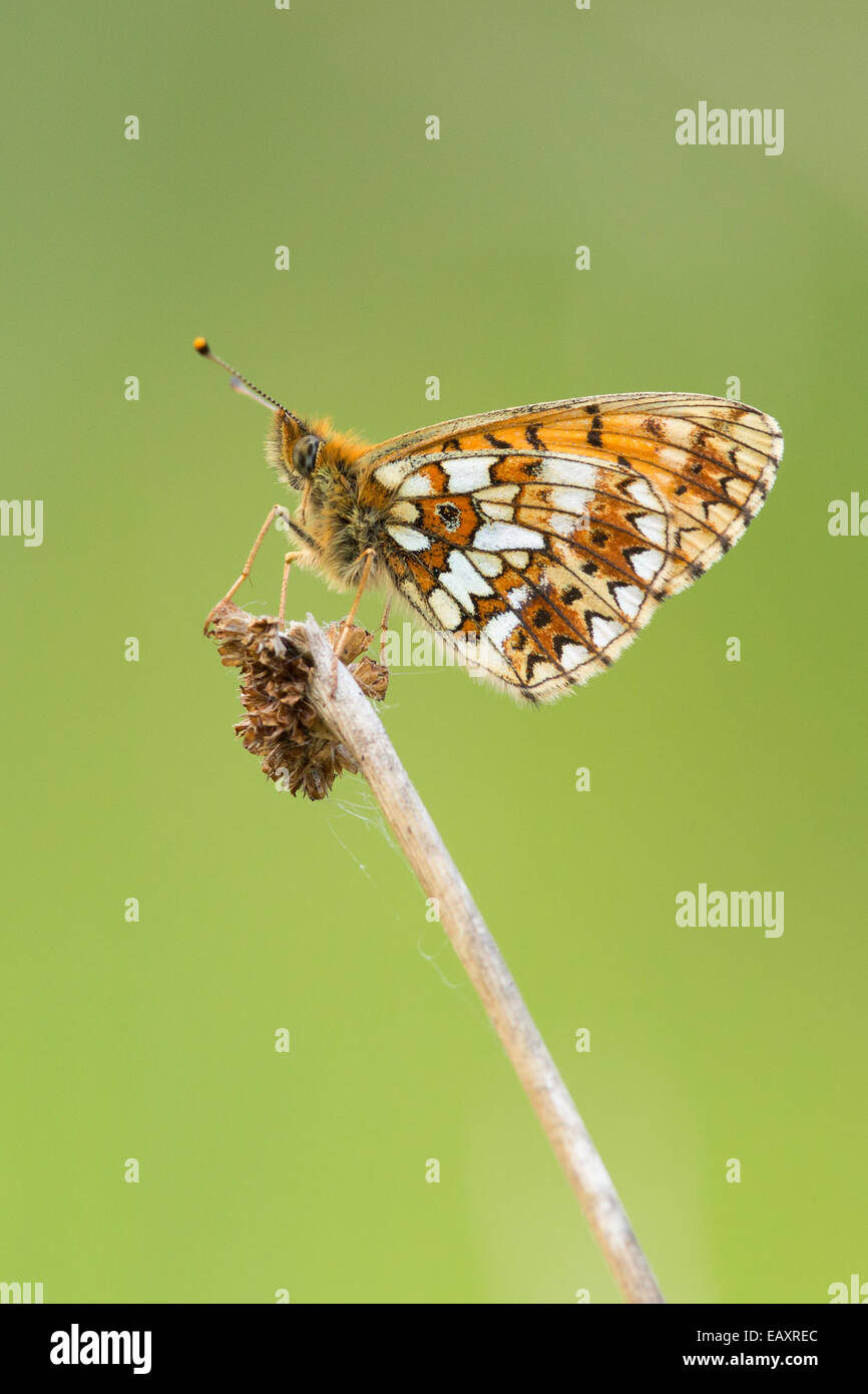 Small pearl-bordered fritillary Stock Photo - Alamy