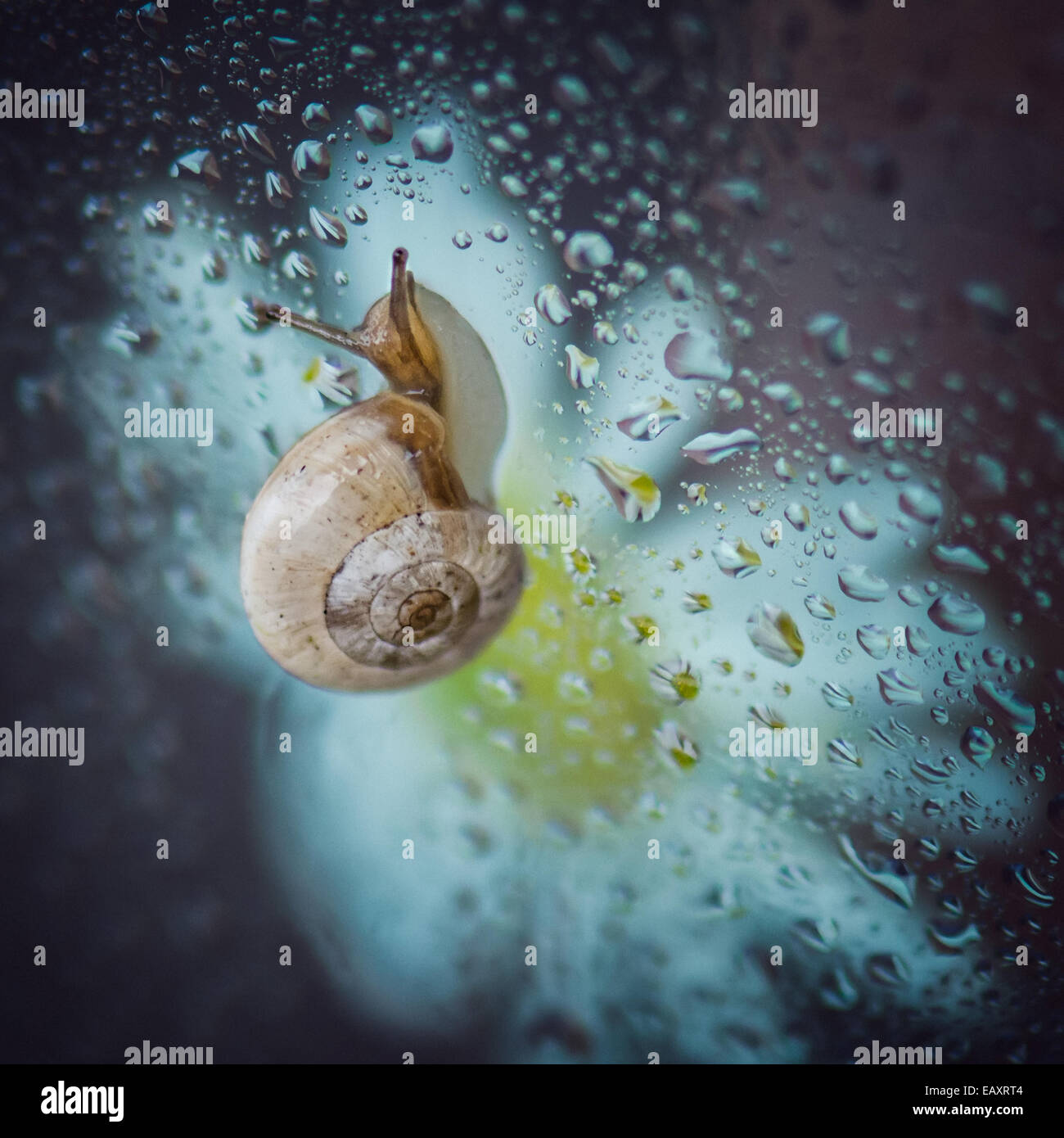 Glass snail hi-res stock photography and images - Alamy
