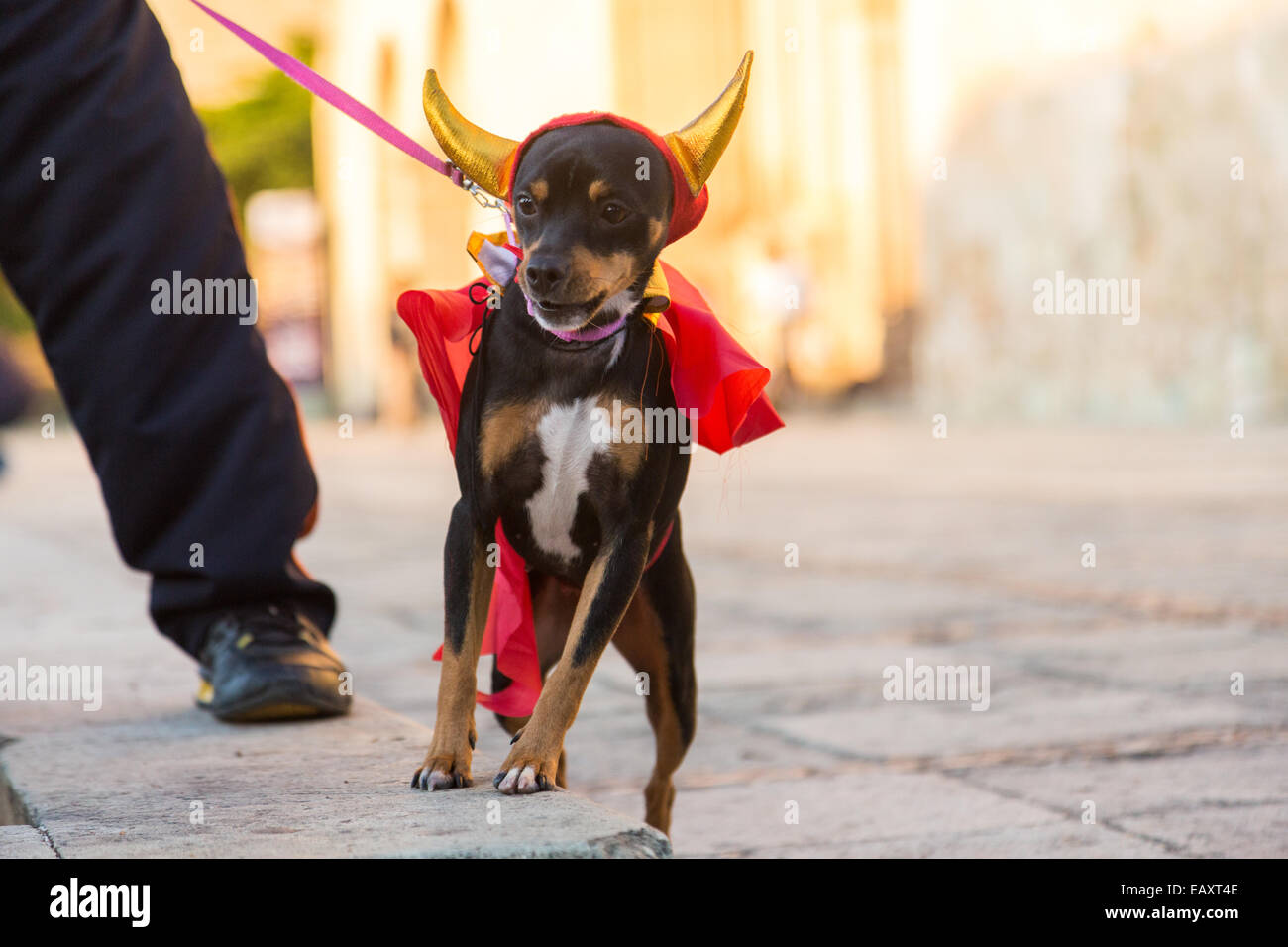 Can You Freeze Devil Dogs