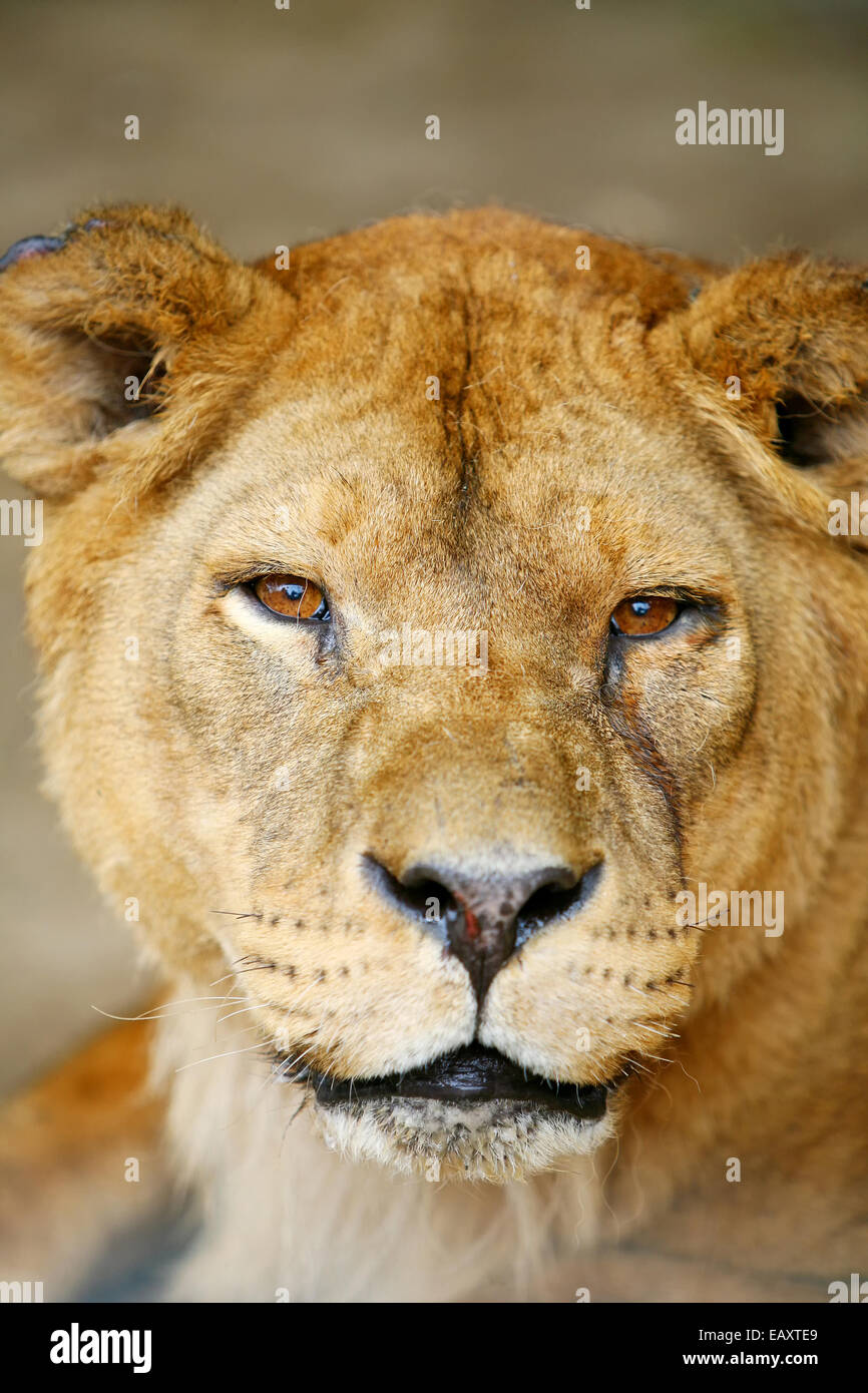 Female Lion Cage High Resolution Stock Photography and Images - Alamy
