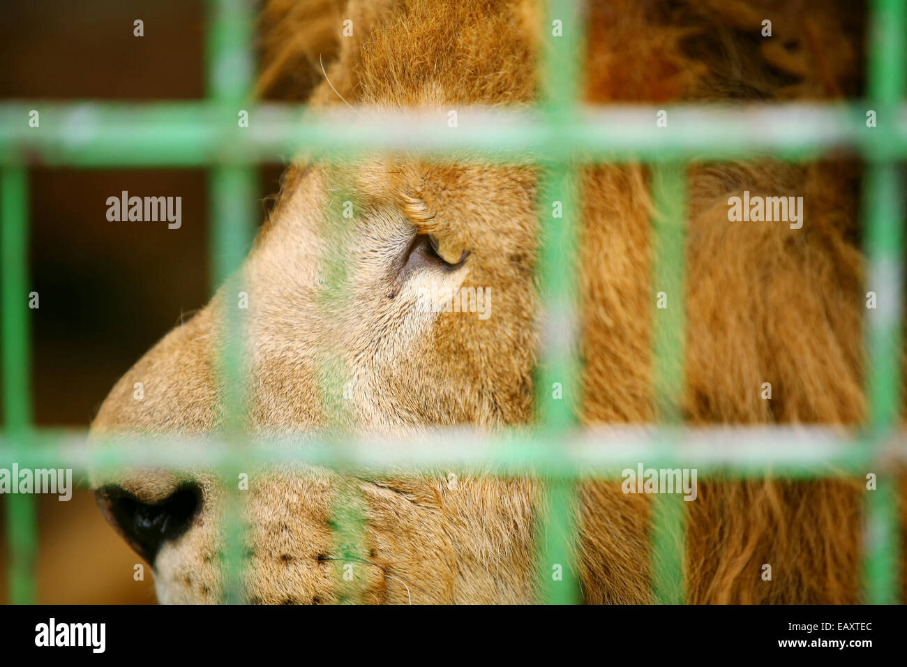 A close up of a lion in a cage Stock Photo - Alamy