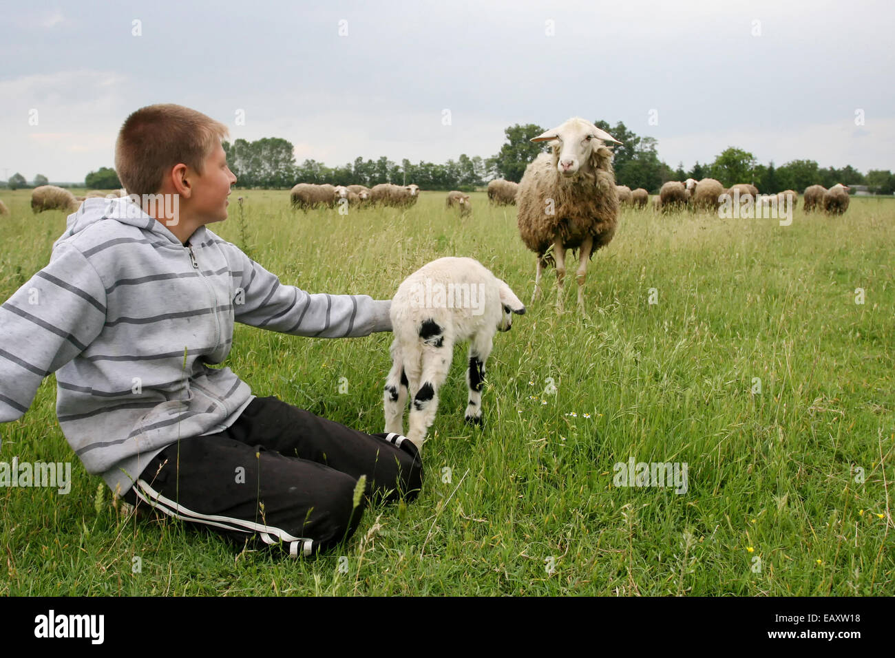 Shepherd holding lamb in pasture hi-res stock photography and images ...