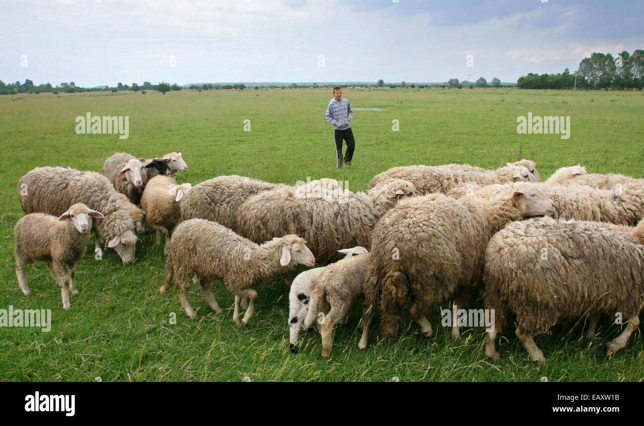 DJURDJENOVAC, CROATIA-JULY 25:A shepherd watching over a flock of sheep ...