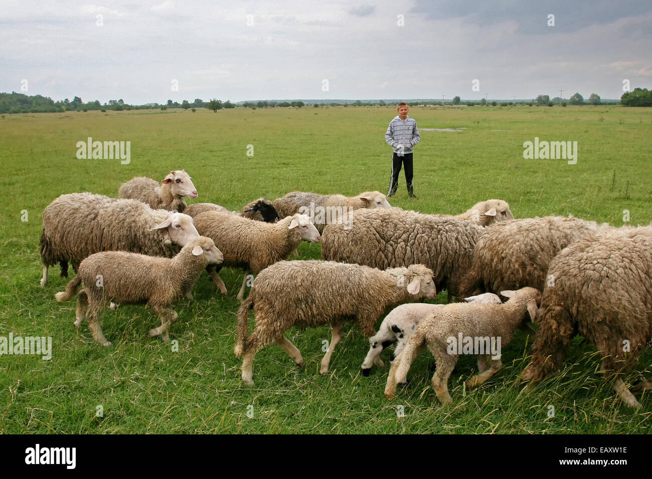 Boy shepherd sheep flock hi-res stock photography and images - Alamy