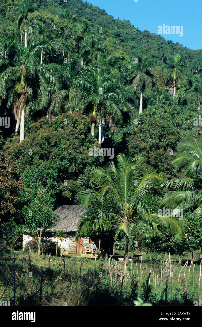 Cuban man on porch of his bohio thatched cottage hi-res stock ...