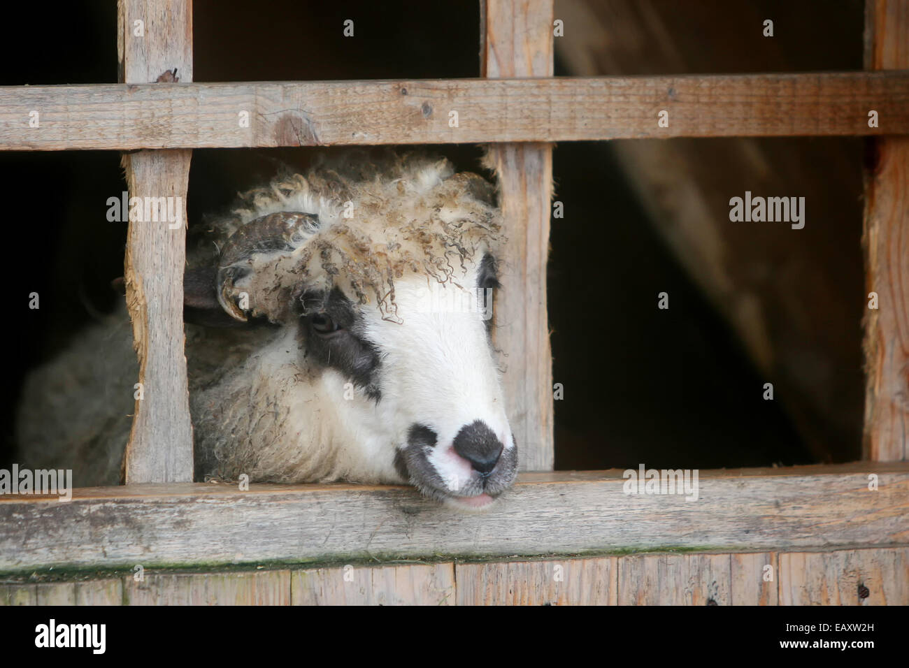 Locked horns hi-res stock photography and images - Alamy