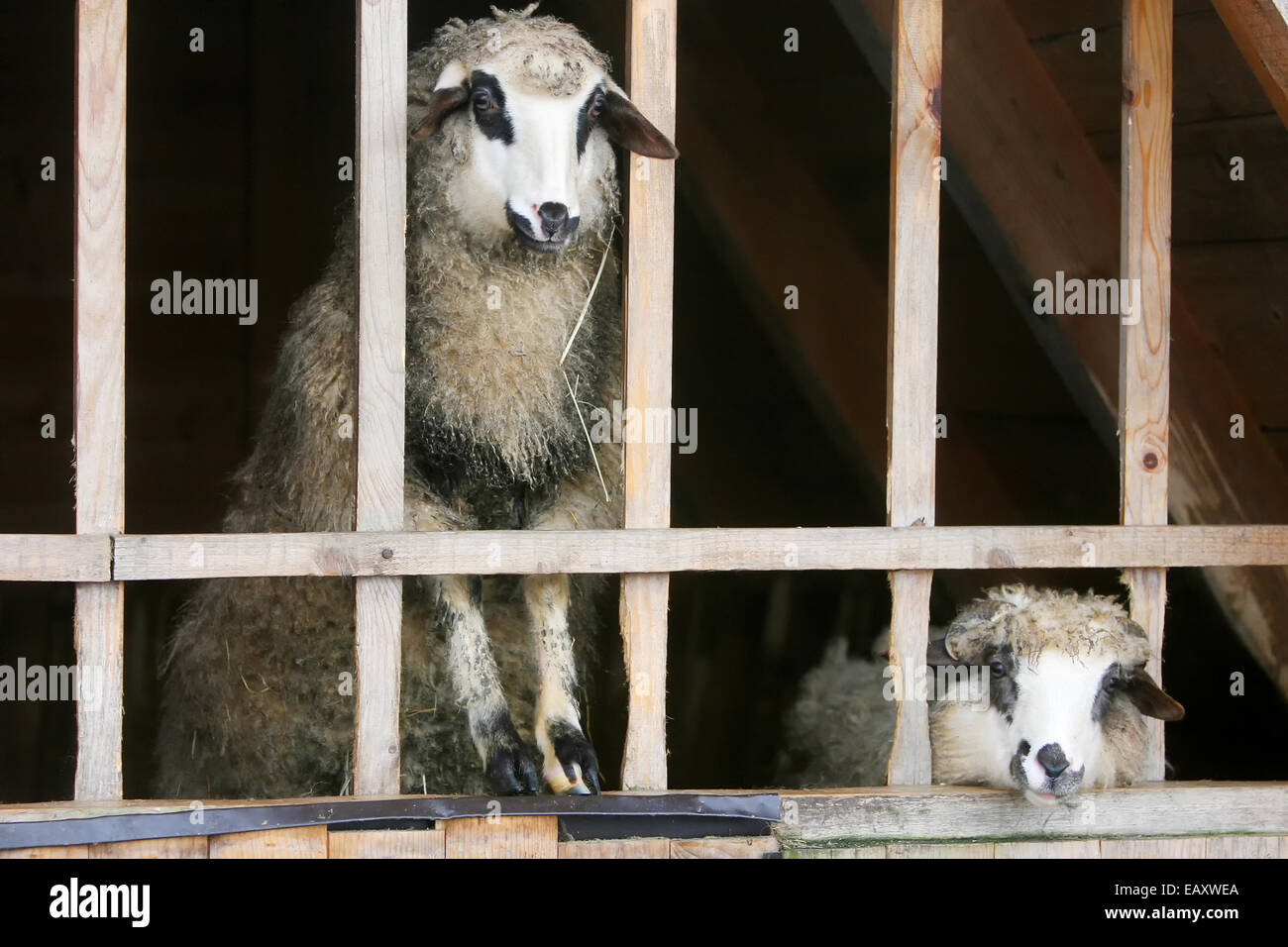 A close up of sheep locked up in a wooden stall Stock Photo - Alamy