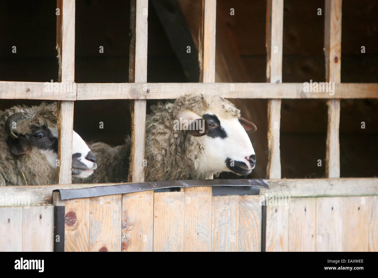 A close up of sheep locked up in a wooden stall Stock Photo - Alamy